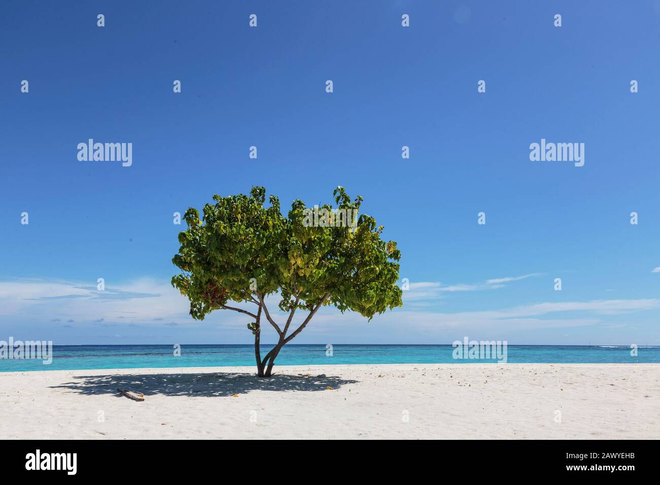 Maldives sea tree hi-res stock photography and images - Alamy