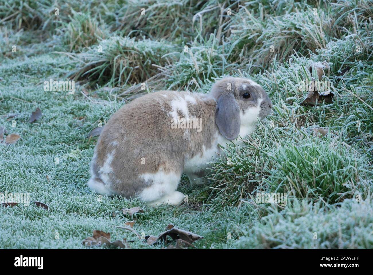 Rabbit in Frost Stock Photo - Alamy