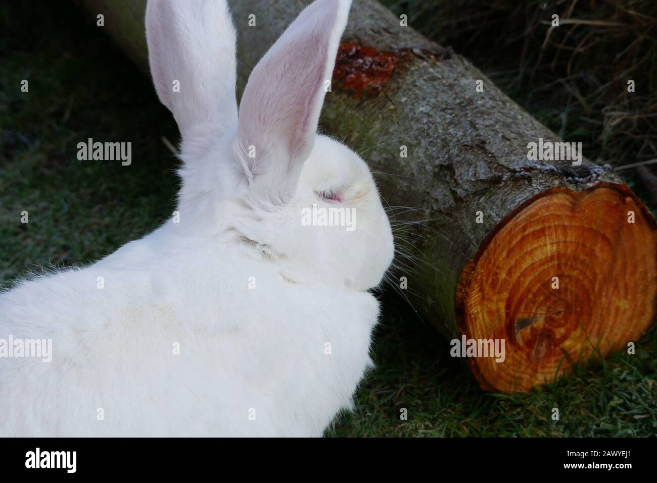 Rabbit log hi-res stock photography and images - Alamy