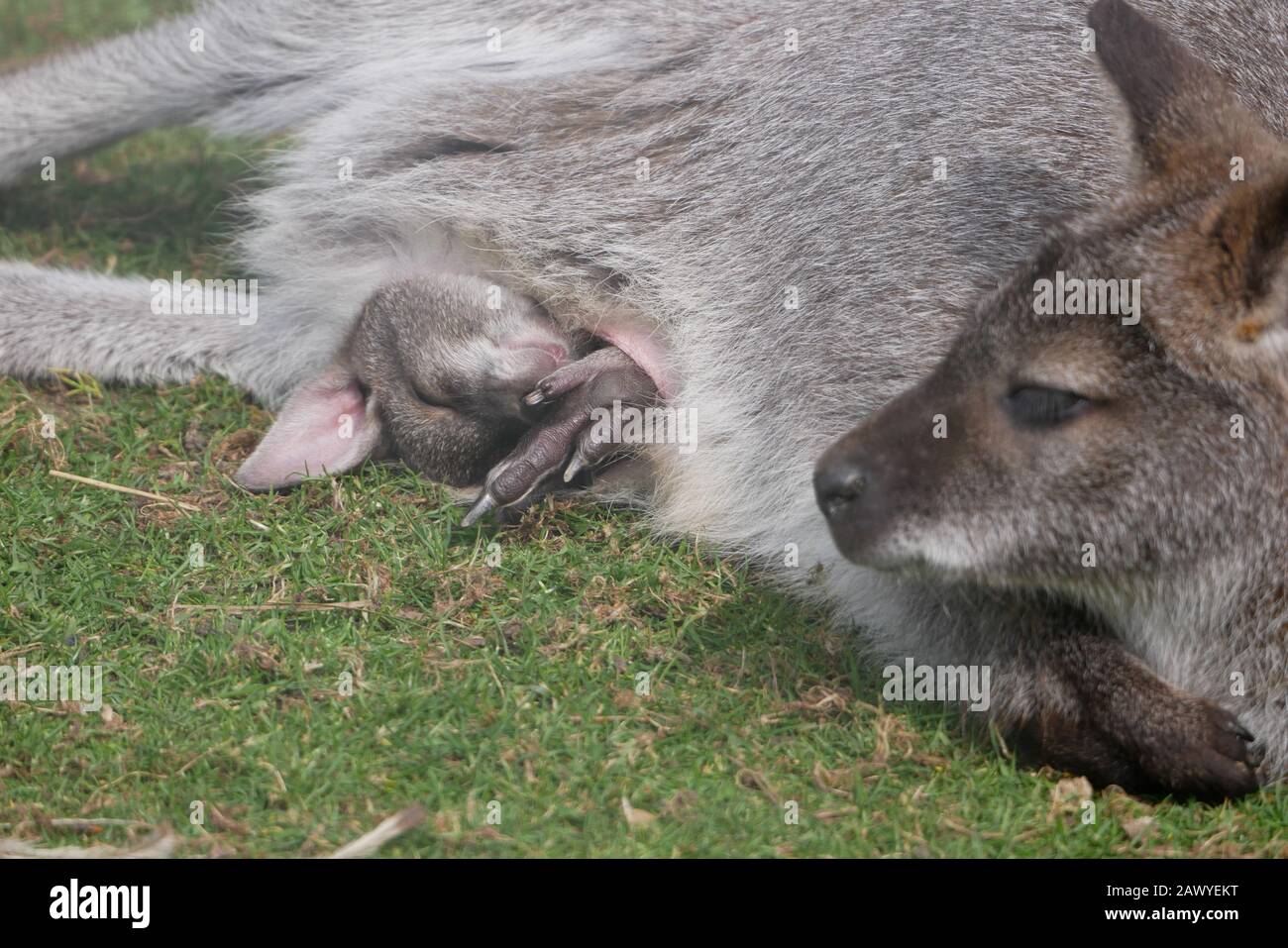 Pretty face wallaby hi-res stock photography and images - Alamy