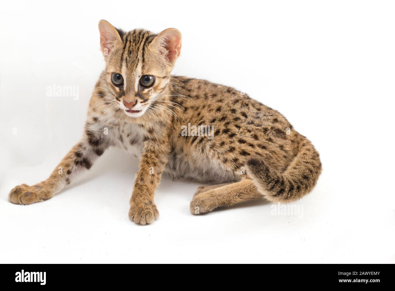 The asian leopard cat or Sunda leopard cat (Prionailurus bengalensis ...