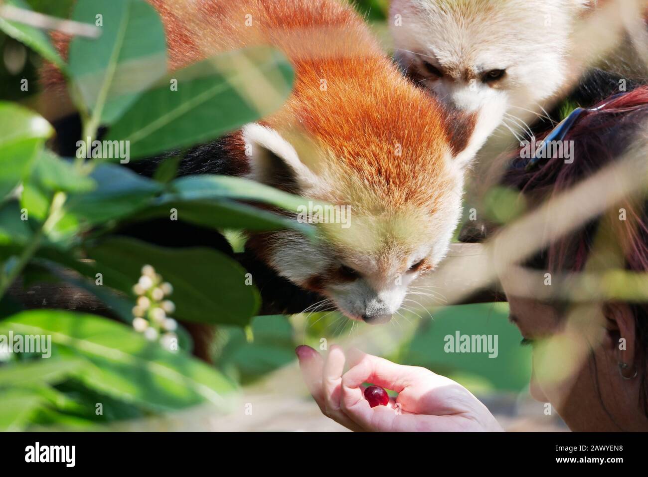 Red Panda Eating Grapes Stock Photo - Alamy