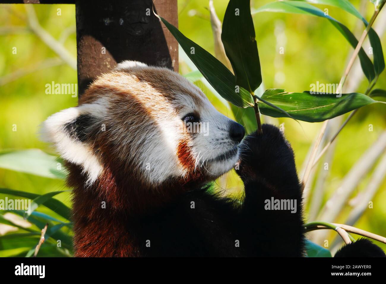 Red Panda Eating Bamboo Stock Photo - Alamy