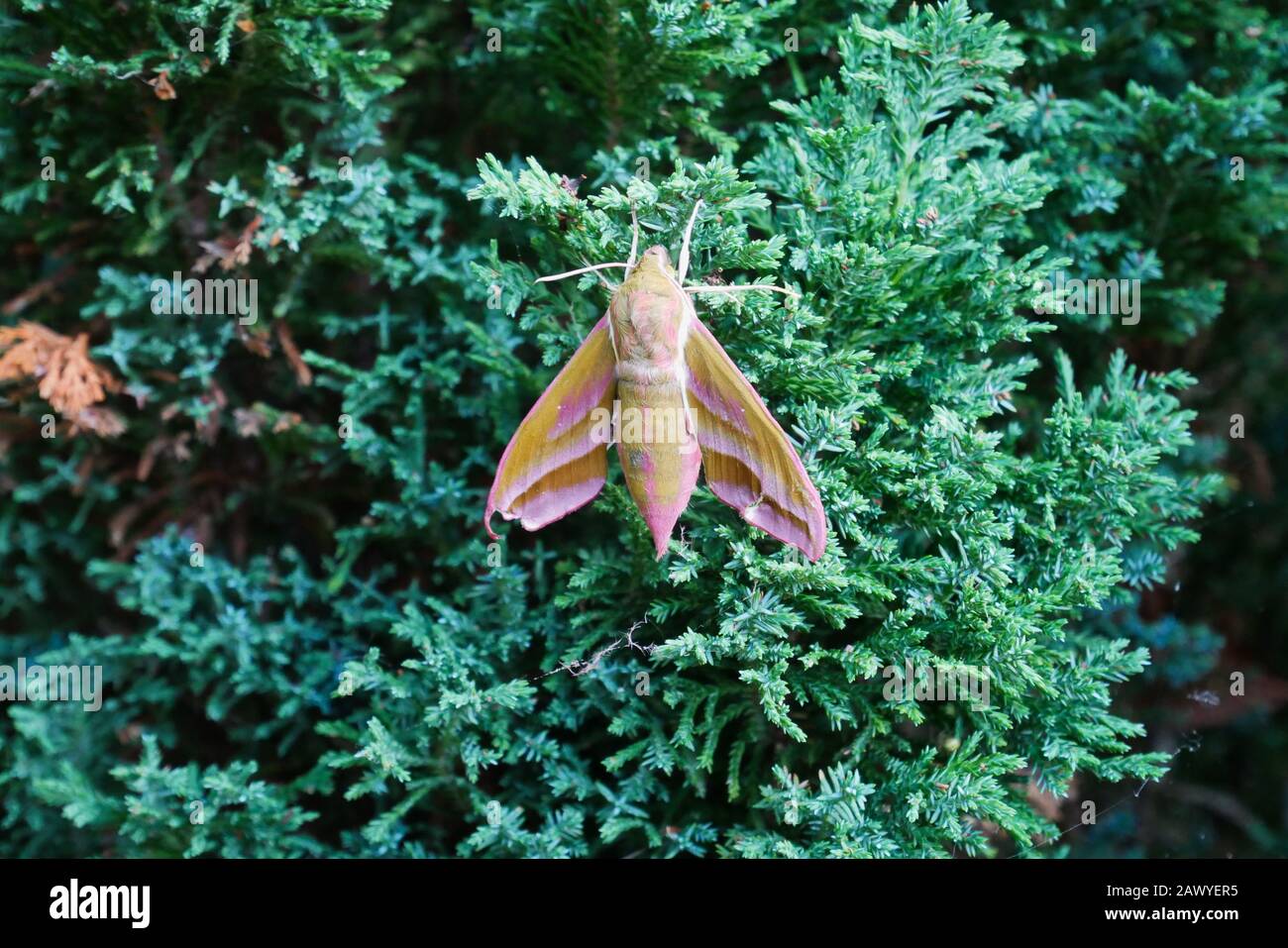 Elephant Hawk Moth Stock Photo - Alamy