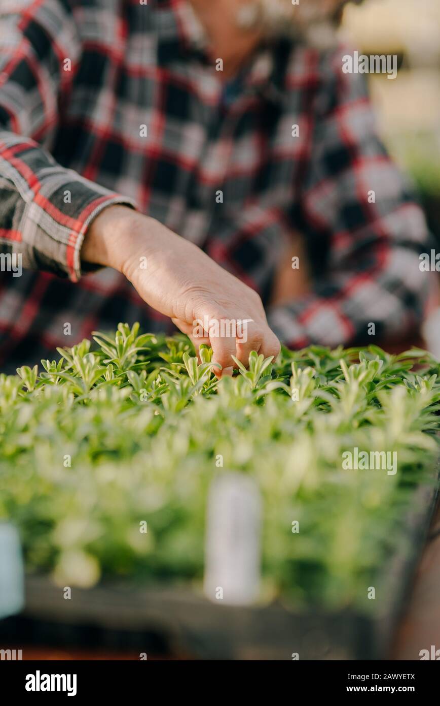 Male Botanist Planting Saplings In Pots Stock Photo - Alamy