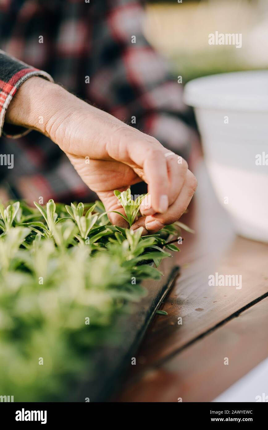 Male Botanist Planting Saplings In Pots Stock Photo - Alamy