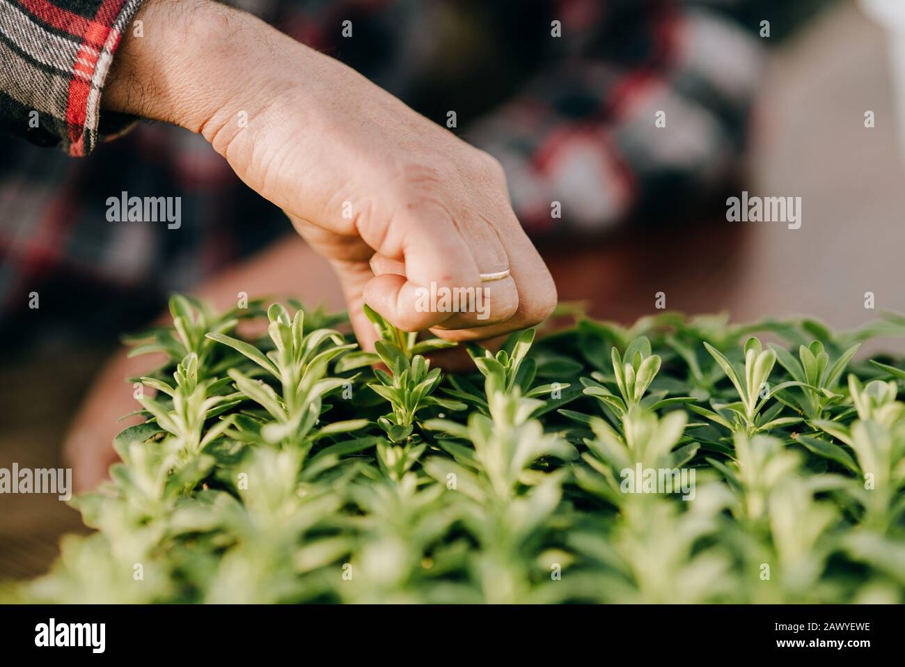 Arrangement of planting pots hi-res stock photography and images - Alamy