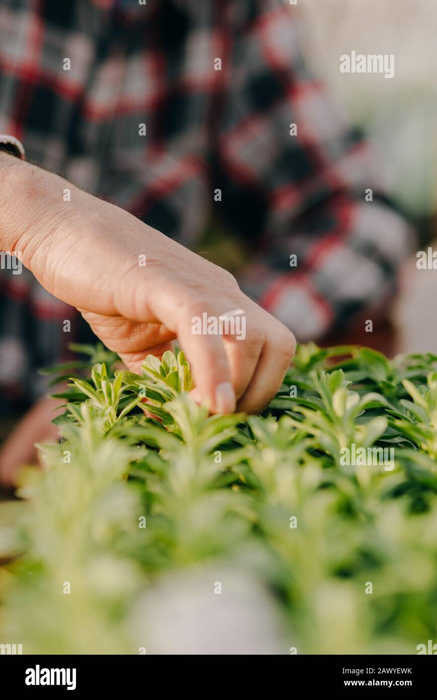 Male Botanist Planting Saplings In Pots Stock Photo - Alamy