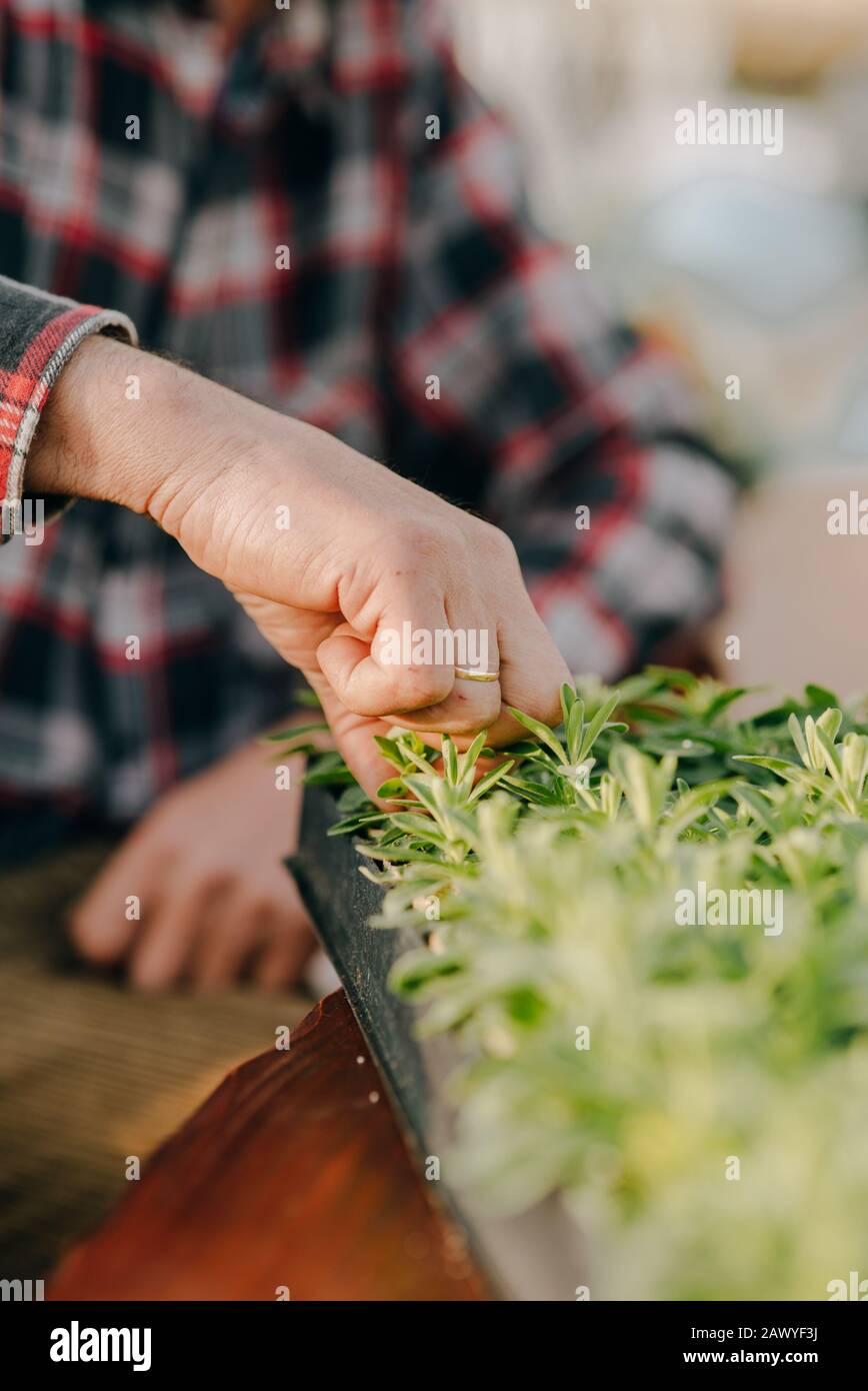 Man planting saplings in soil hi-res stock photography and images - Alamy
