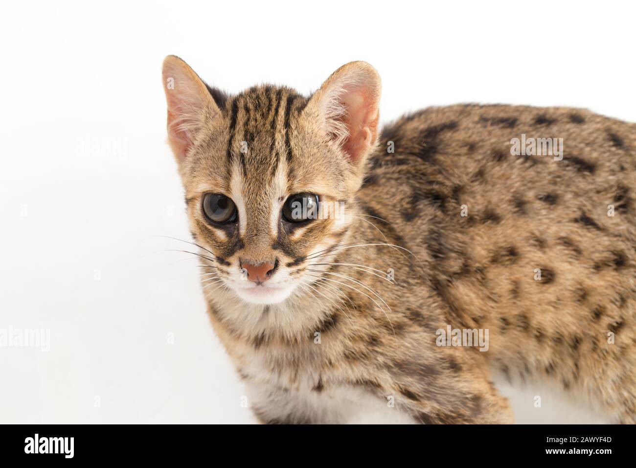 Prionailurus Bengalensis