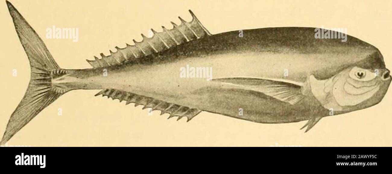 Fishes . Fig. 395 —Pempheris nyclereutes Jordan & Evermann. Giran ...
