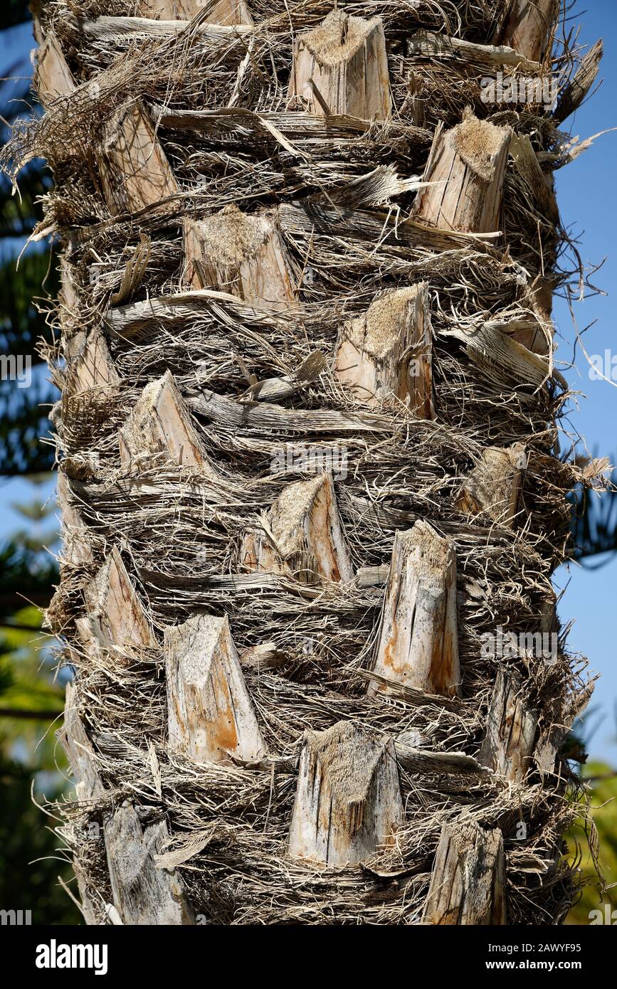 Palm tree trunk texture hi-res stock photography and images - Alamy
