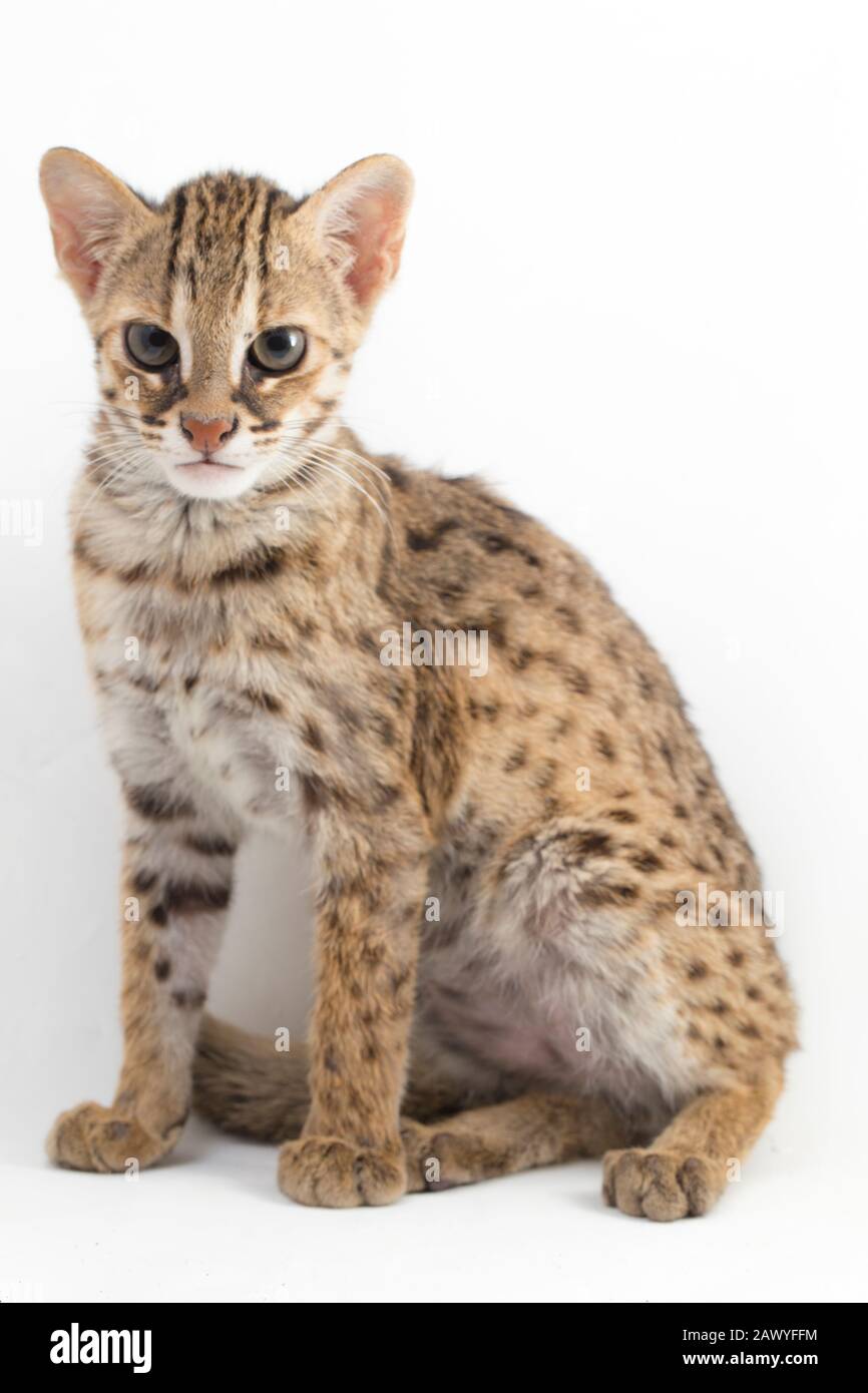 The asian leopard cat or Sunda leopard cat (Prionailurus bengalensis ...