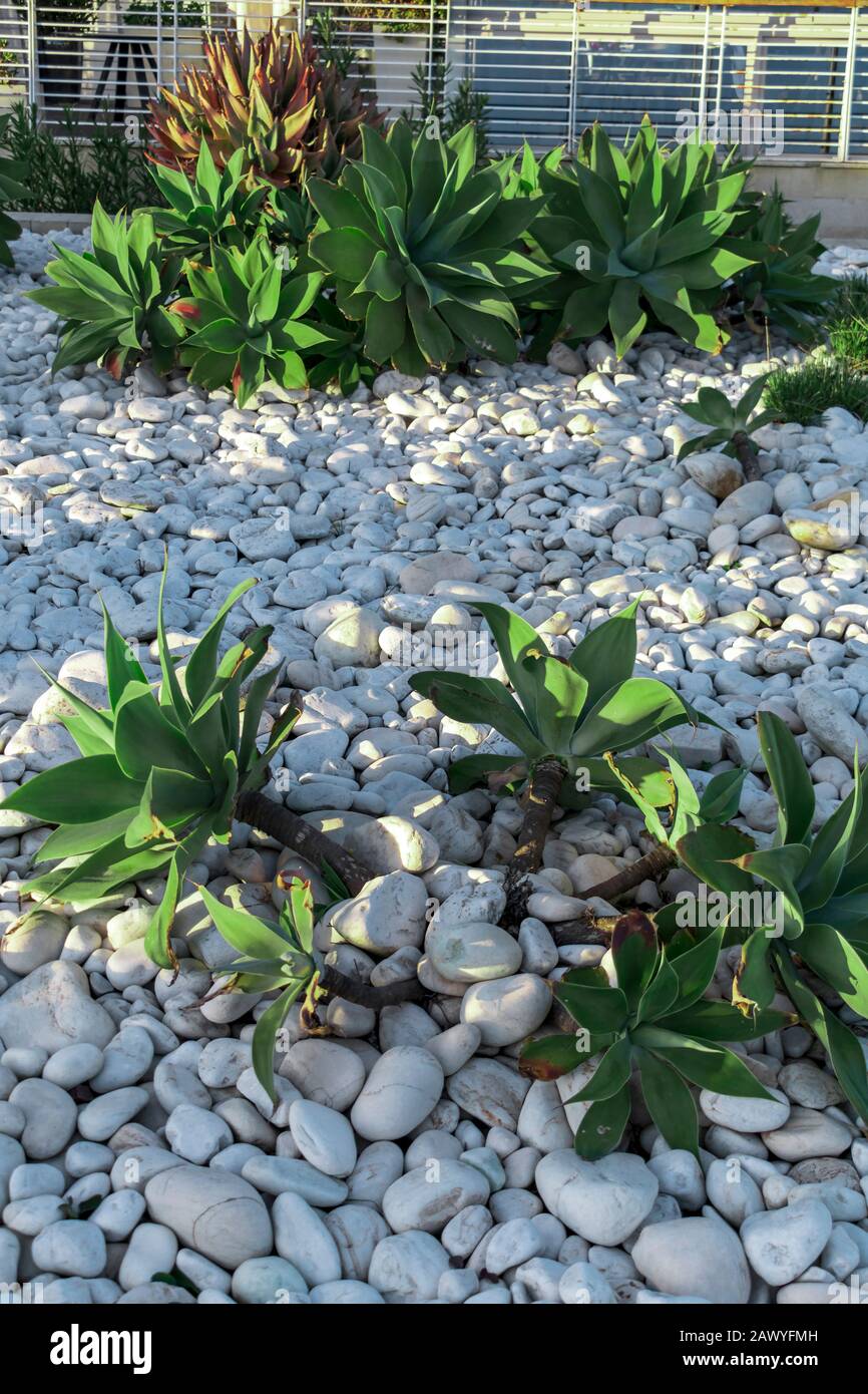 Mediterranean plant, green and juicy aloe vera in the zen garden with ...