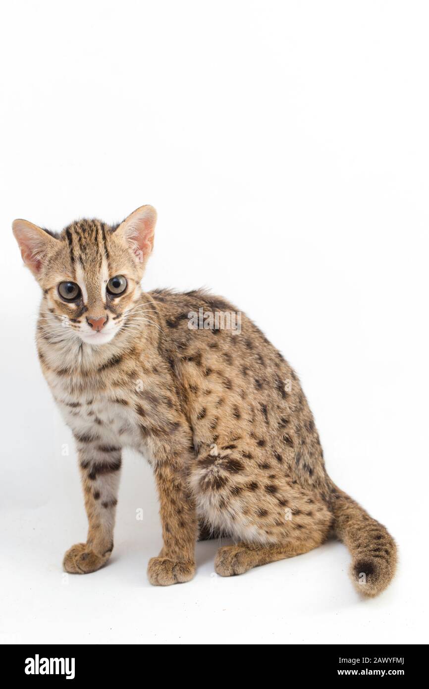 Asian leopard cat hi-res stock photography and images - Alamy