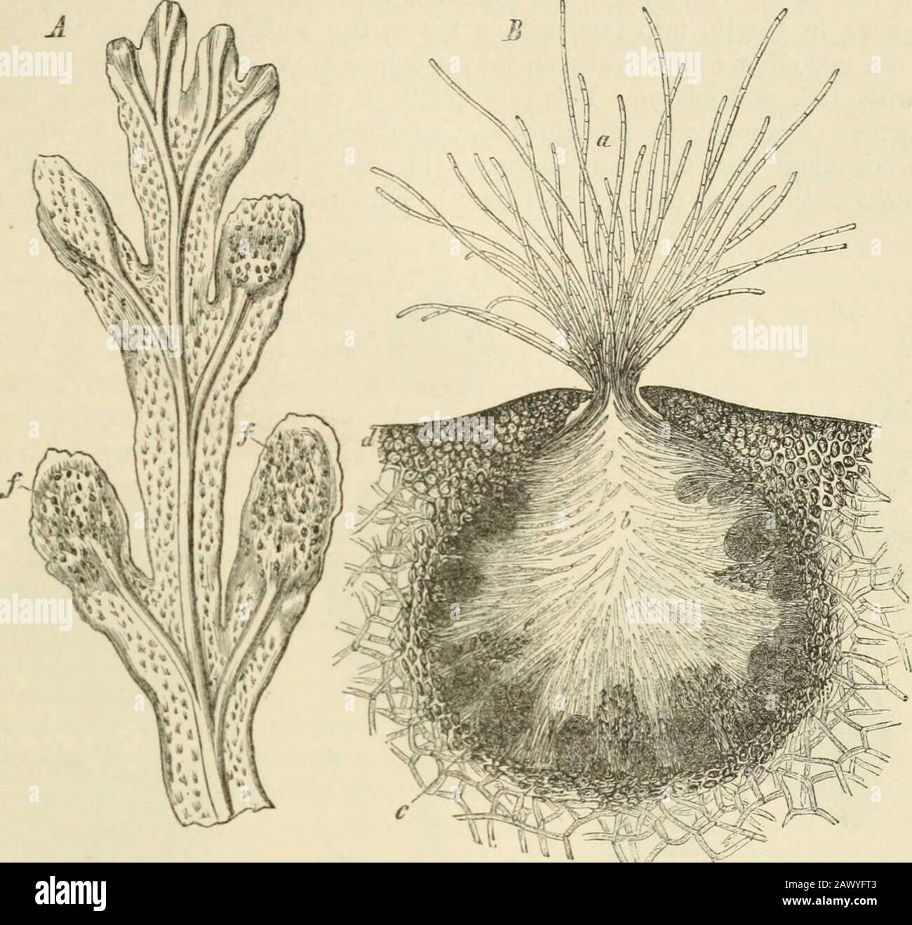 Chlorophyll extract alcohol hi-res stock photography and images - Alamy