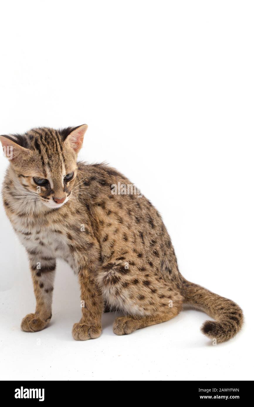 The asian leopard cat or Sunda leopard cat (Prionailurus bengalensis ...