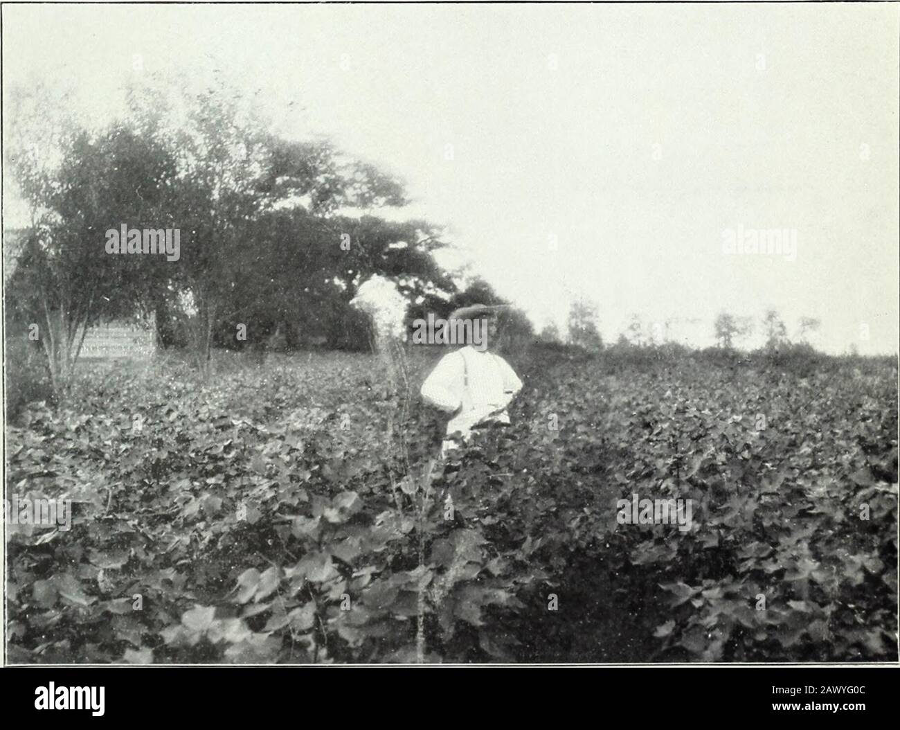 The wilt disease of cotton and its control . Fig. 1.—Wilt Disease in ...