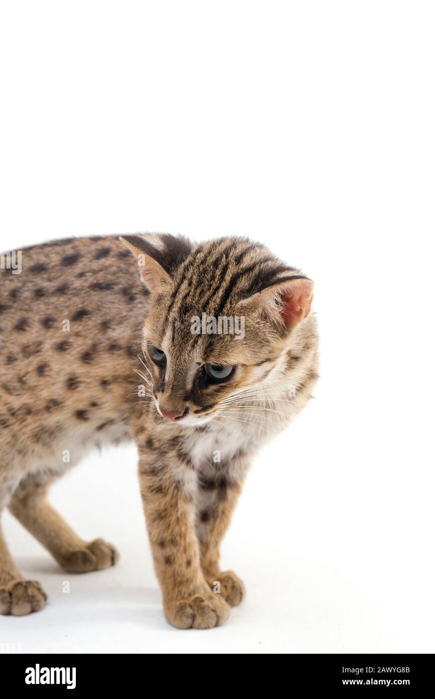 The asian leopard cat or Sunda leopard cat (Prionailurus bengalensis ...