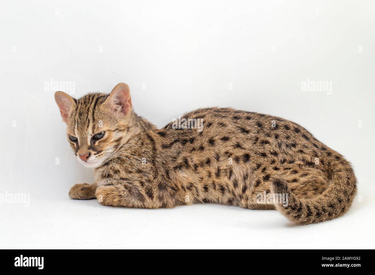 The asian leopard cat or Sunda leopard cat (Prionailurus bengalensis ...