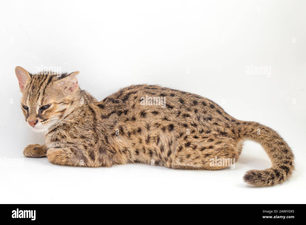 The asian leopard cat or Sunda leopard cat (Prionailurus bengalensis ...