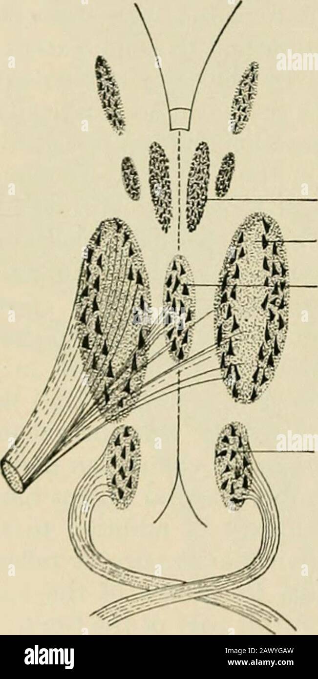 Superior rectus hi-res stock photography and images - Alamy