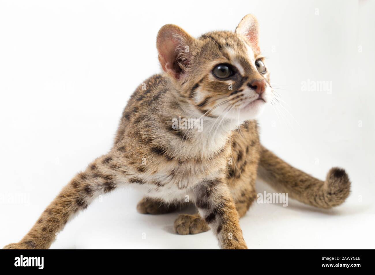 The asian leopard cat or Sunda leopard cat (Prionailurus bengalensis ...