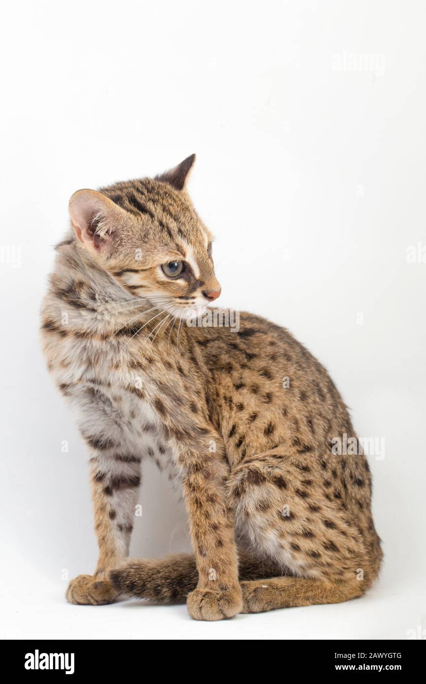 The asian leopard cat or Sunda leopard cat (Prionailurus bengalensis ...