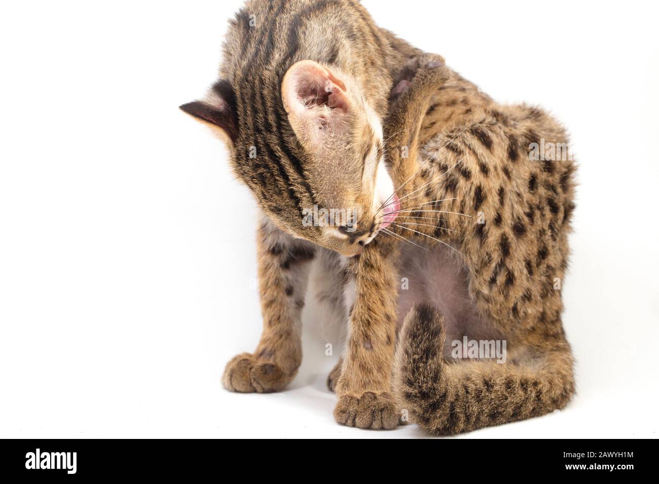 The asian leopard cat or Sunda leopard cat (Prionailurus bengalensis ...