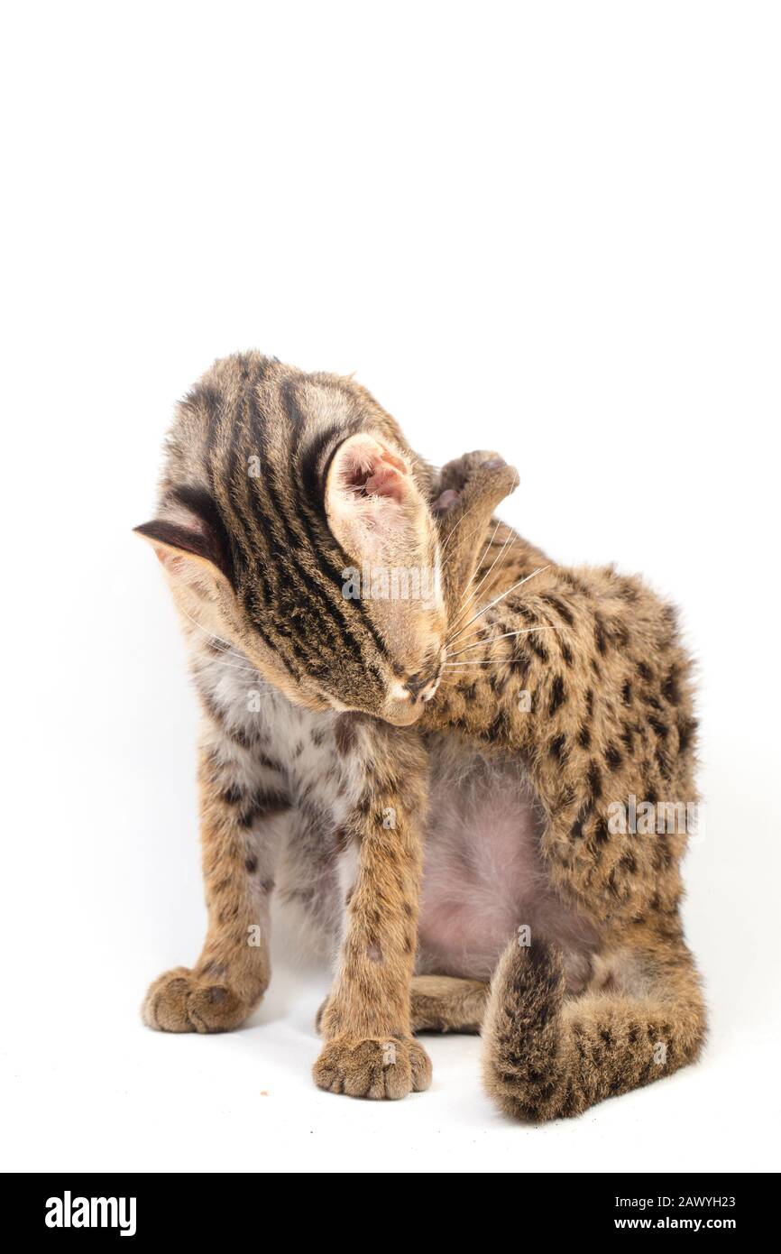 The asian leopard cat or Sunda leopard cat (Prionailurus bengalensis ...