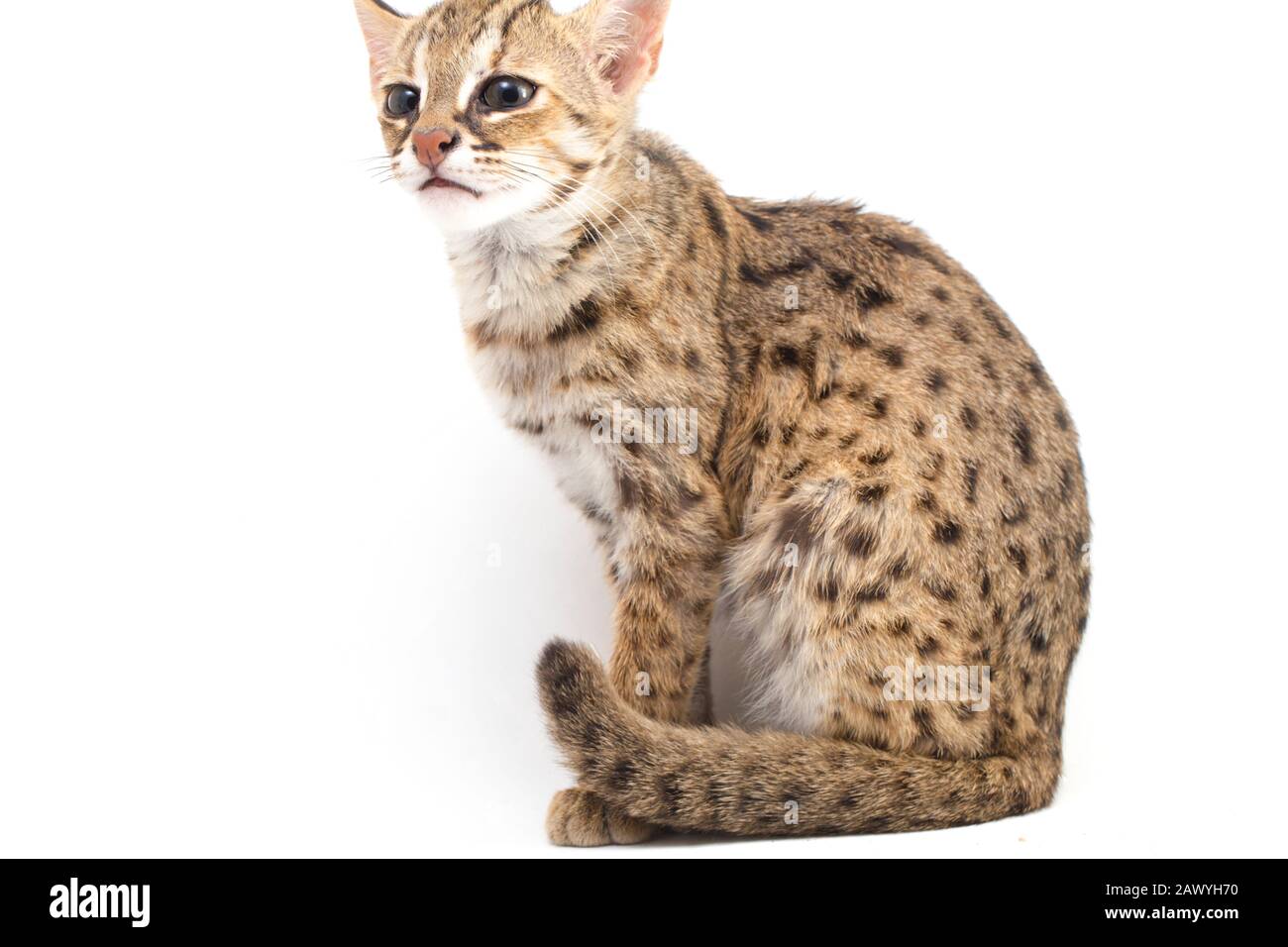 The asian leopard cat or Sunda leopard cat (Prionailurus bengalensis ...