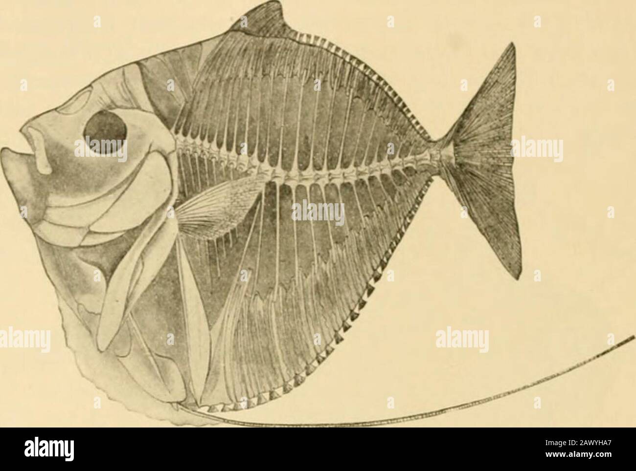 Fishes . Fig. 392—Mene maculata (Bloch & Scluieider). Family Menidfe ...