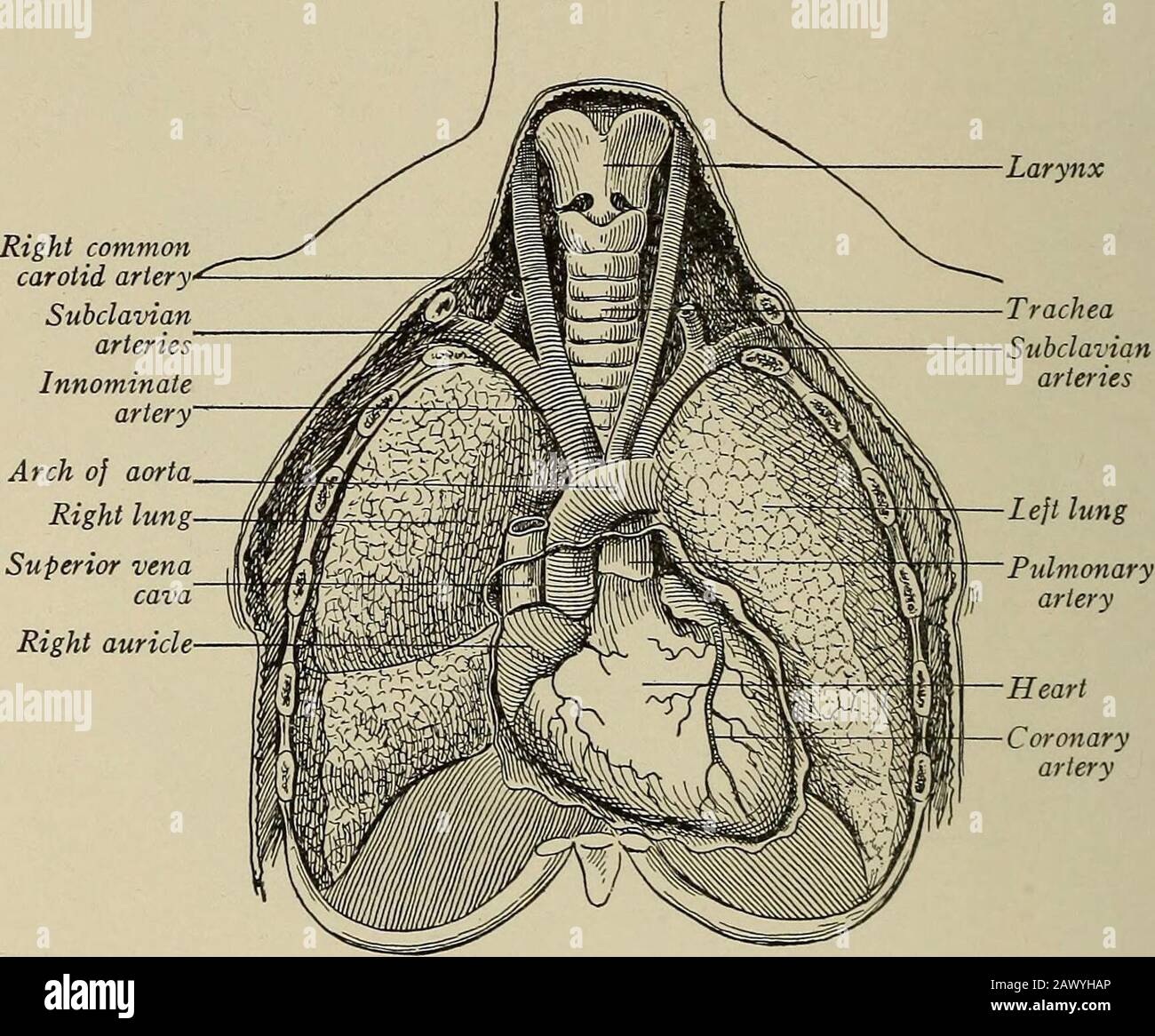 Alveolus cross section hi-res stock photography and images - Alamy