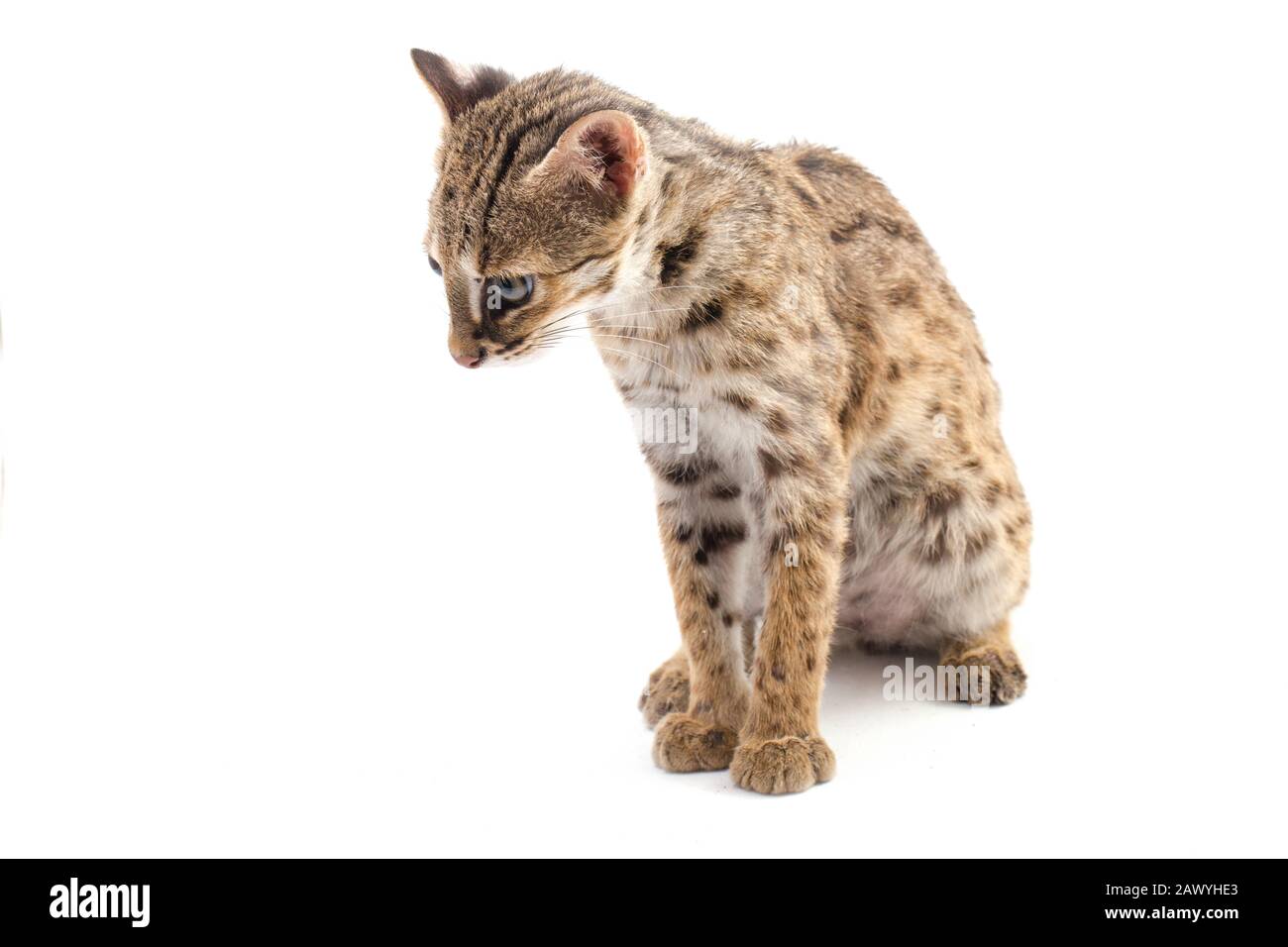 The asian leopard cat or Sunda leopard cat (Prionailurus bengalensis ...