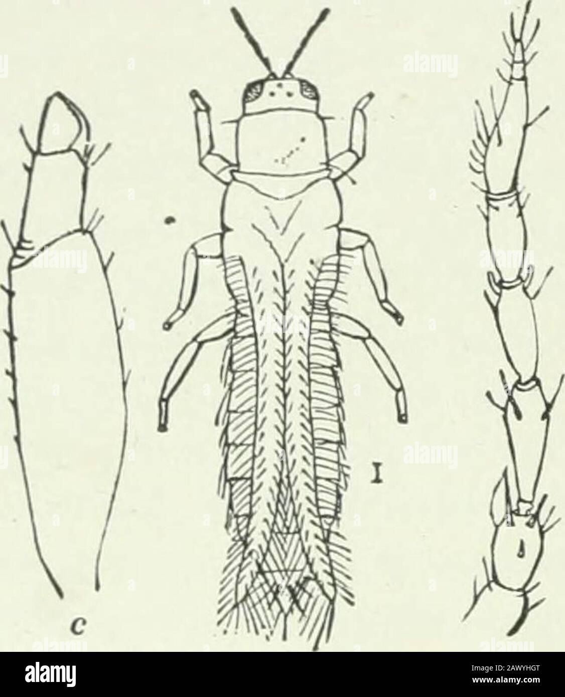 Bark lice hi-res stock photography and images - Alamy