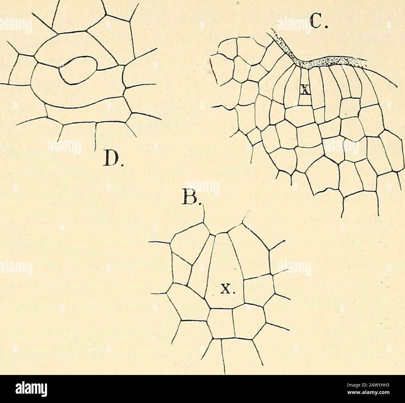 Nostoc structure hi-res stock photography and images - Alamy