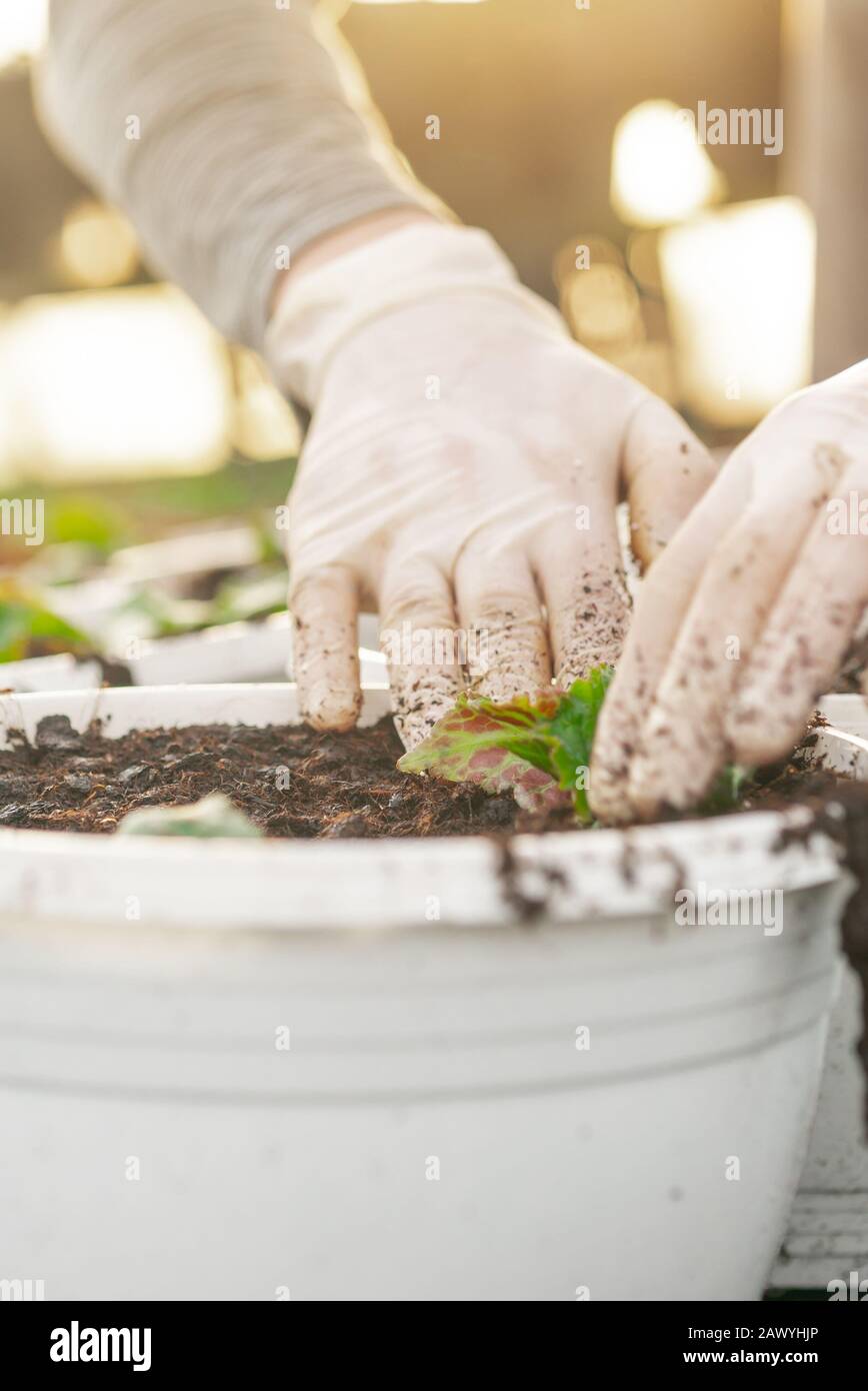 Male Botanist Planting Saplings In Pots Stock Photo - Alamy
