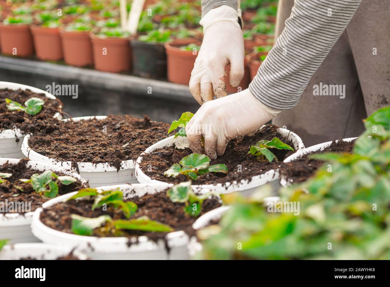 Man planting saplings in soil hi-res stock photography and images - Alamy