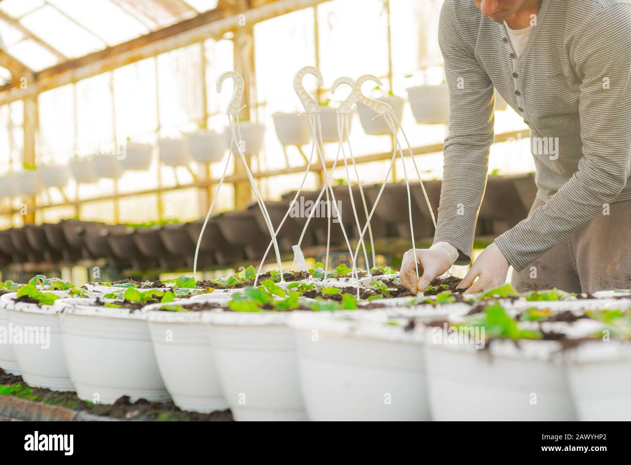 Male Botanist Planting Saplings In Pots Stock Photo - Alamy