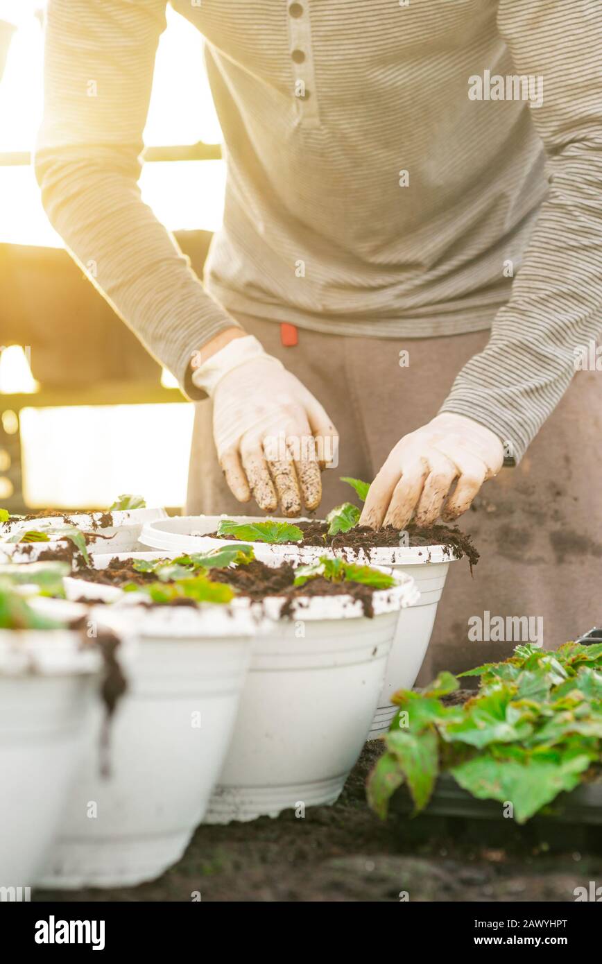 Male Botanist Planting Saplings In Pots Stock Photo - Alamy