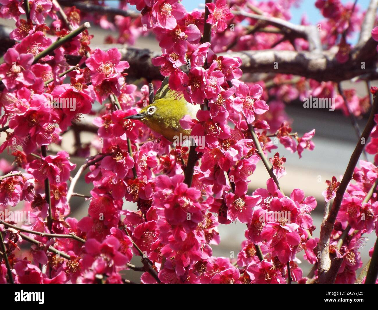 Mejiro hi-res stock photography and images - Alamy