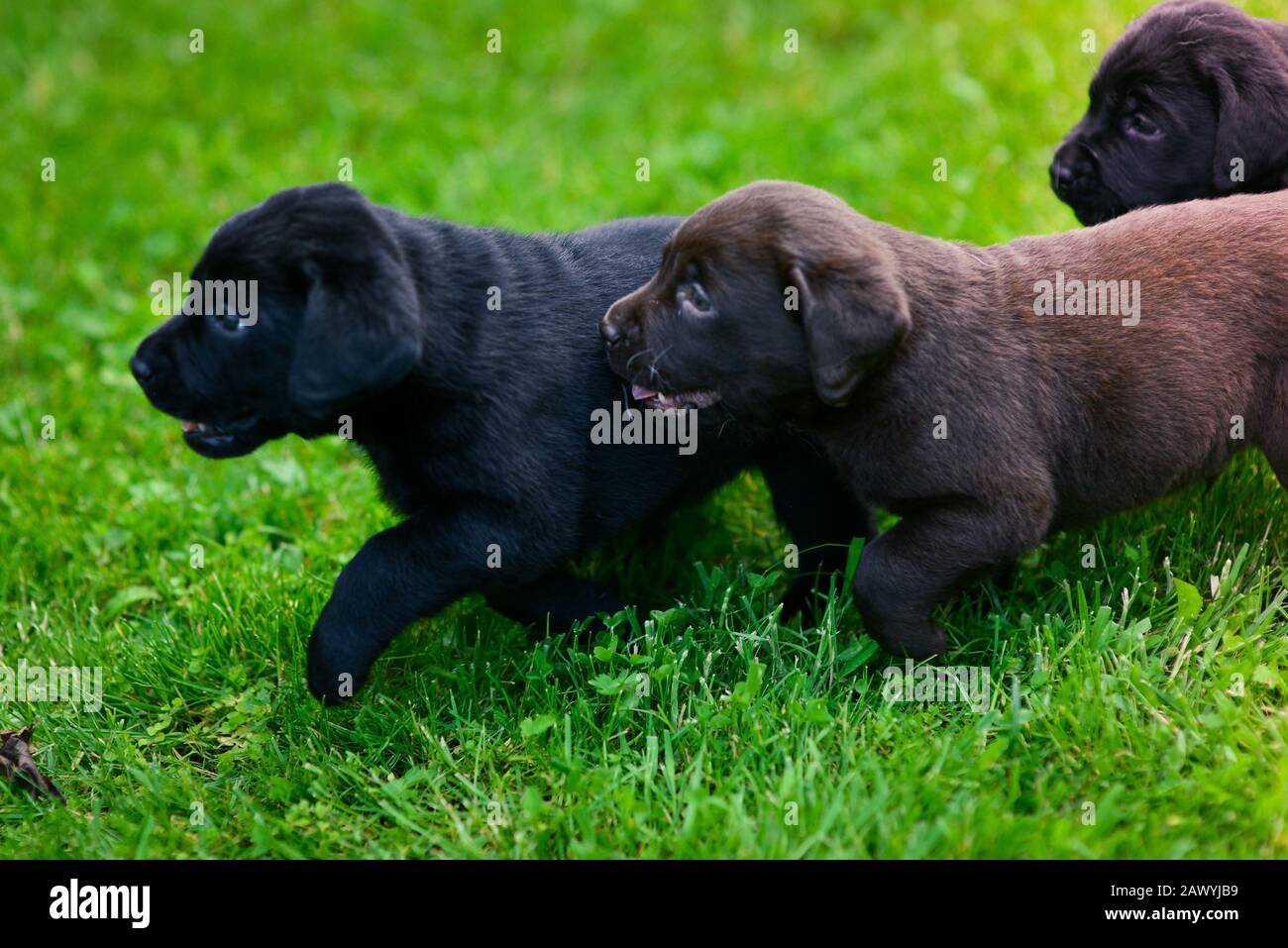 Two Labrador puppies. Labrador puppy on green grass Stock Photo - Alamy