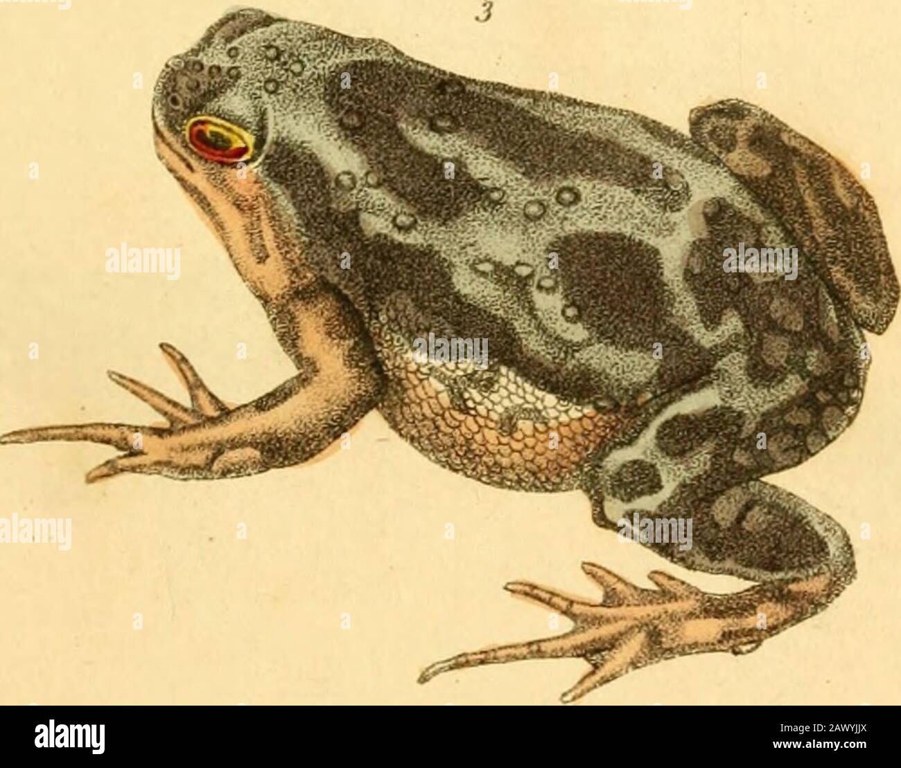 Anatomy of the toad hi-res stock photography and images - Alamy