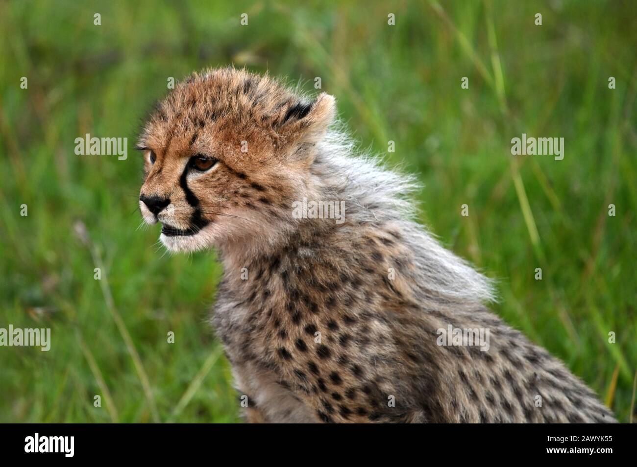Young gepard hi-res stock photography and images - Alamy