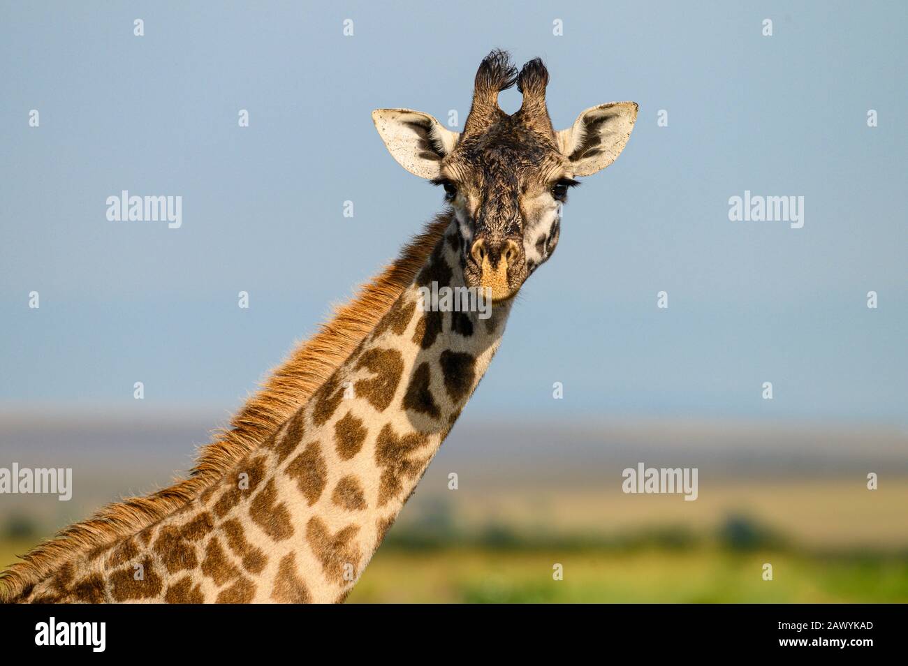 giraffe is watching Stock Photo - Alamy