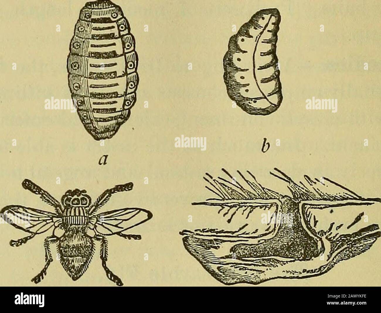 Warbles hi-res stock photography and images - Alamy