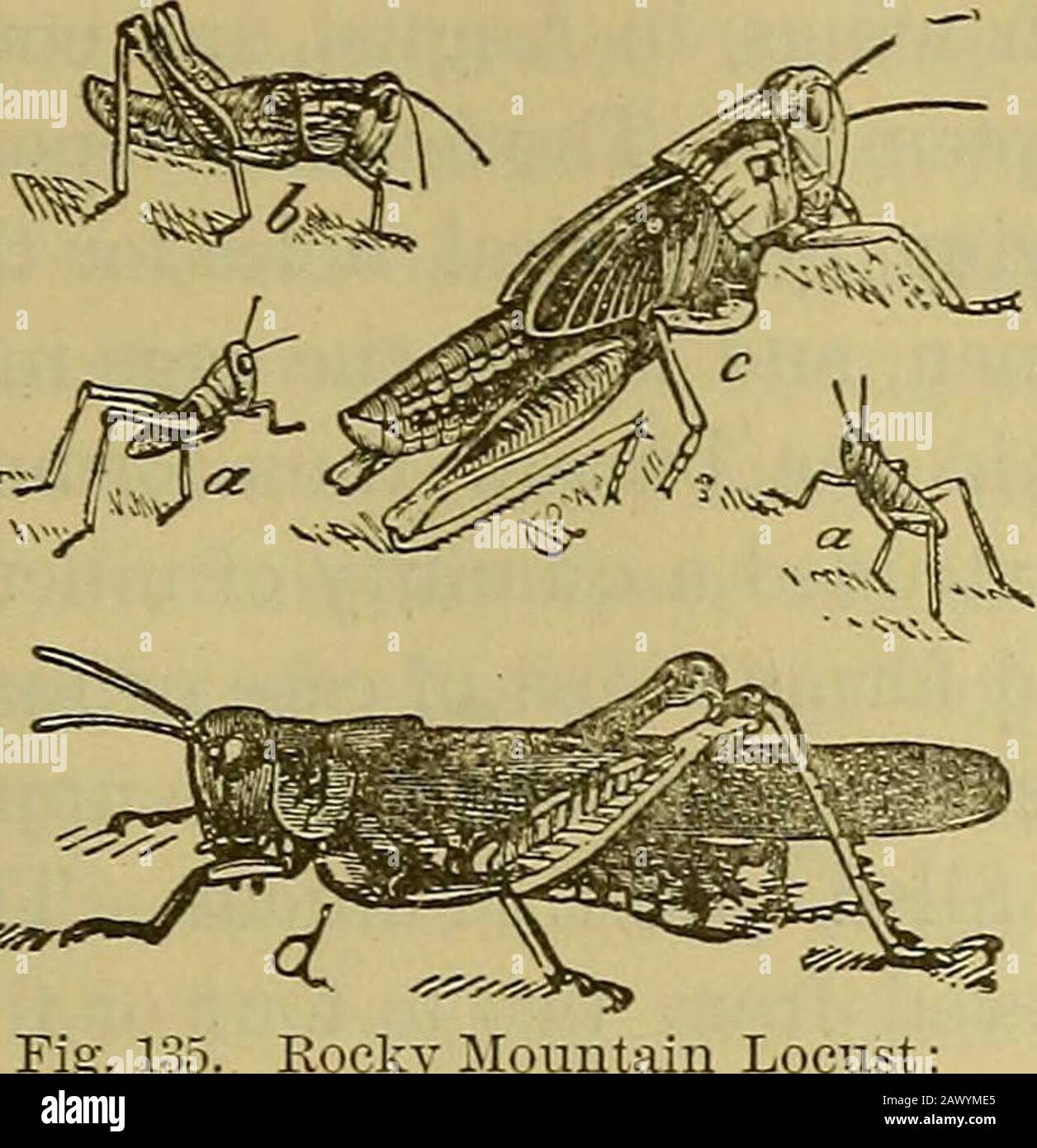 Rocky mountain locust hi-res stock photography and images - Alamy