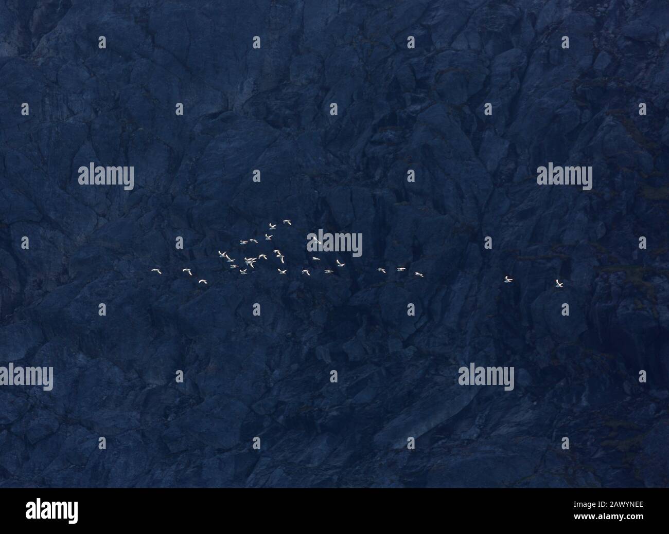 Flock of white birds flying past rugged cliff Stock Photo - Alamy