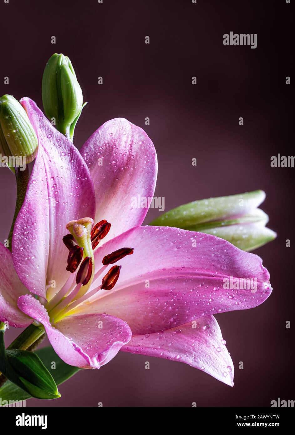 Closeup of a beautiful purple lily flower with water drops on a dark ...