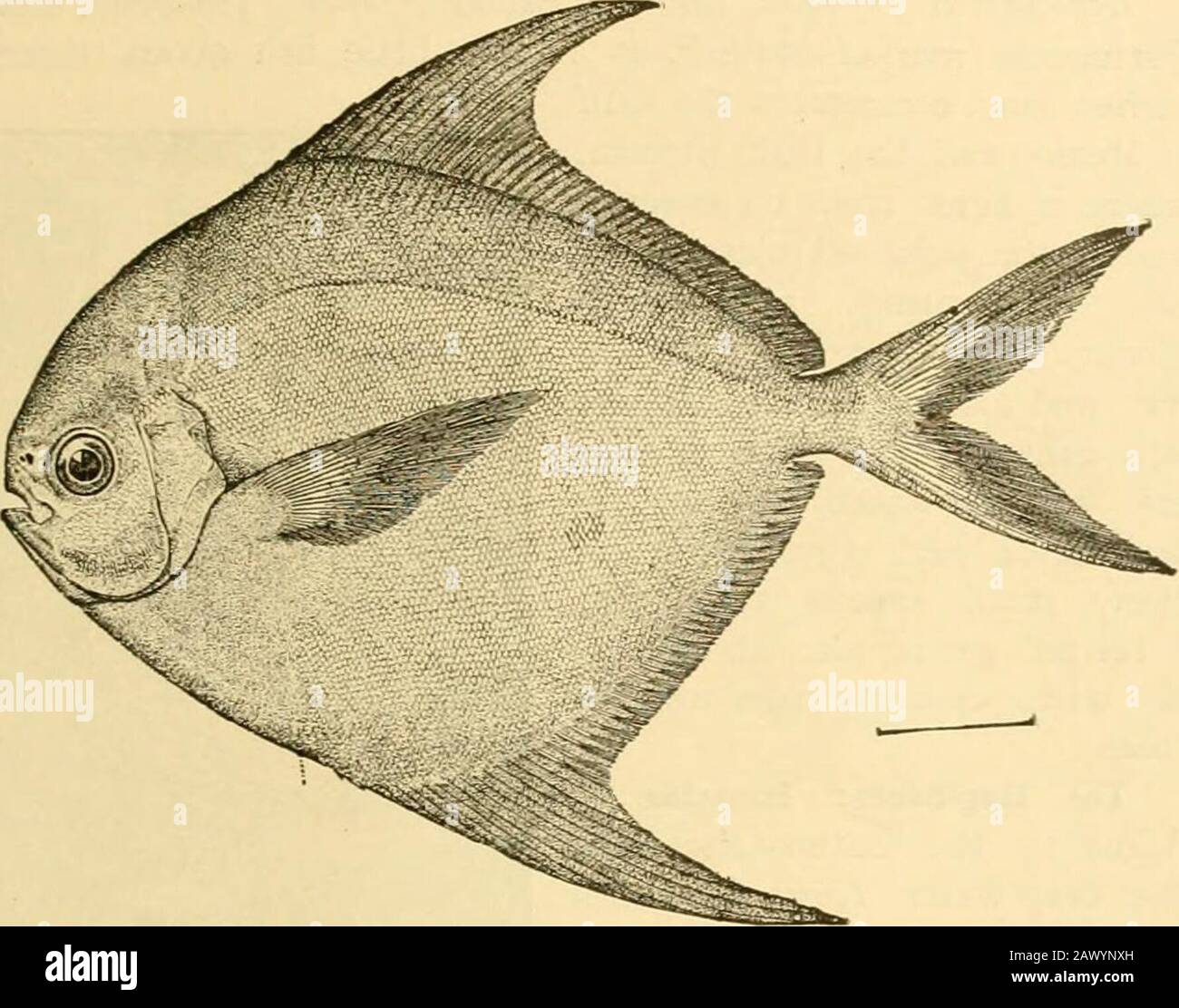 Stromateus fiatola hi-res stock photography and images - Alamy